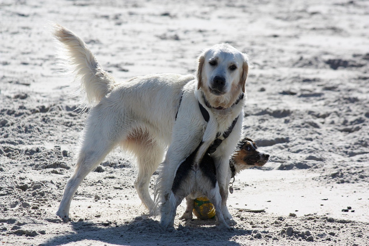 Anjing Pemburu Pantai - Foto gratis di Pixabay - Pixabay