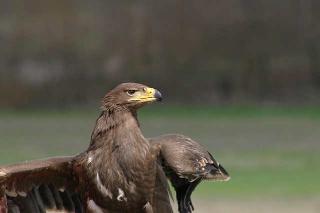 Aquila Raptor True Eagle - Free photo on Pixabay - Pixabay