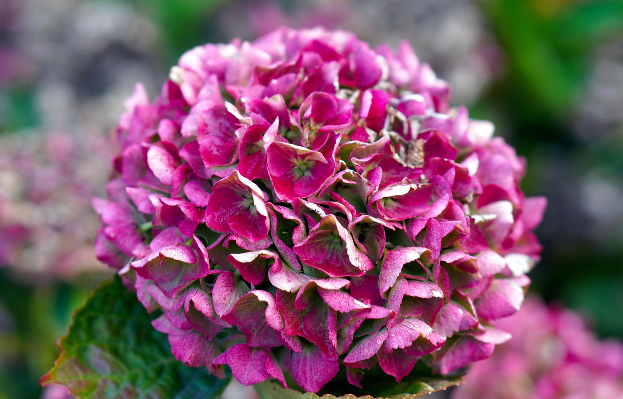 Bunga-Bunga Hydrangea Mekar - Foto gratis di Pixabay - Pixabay