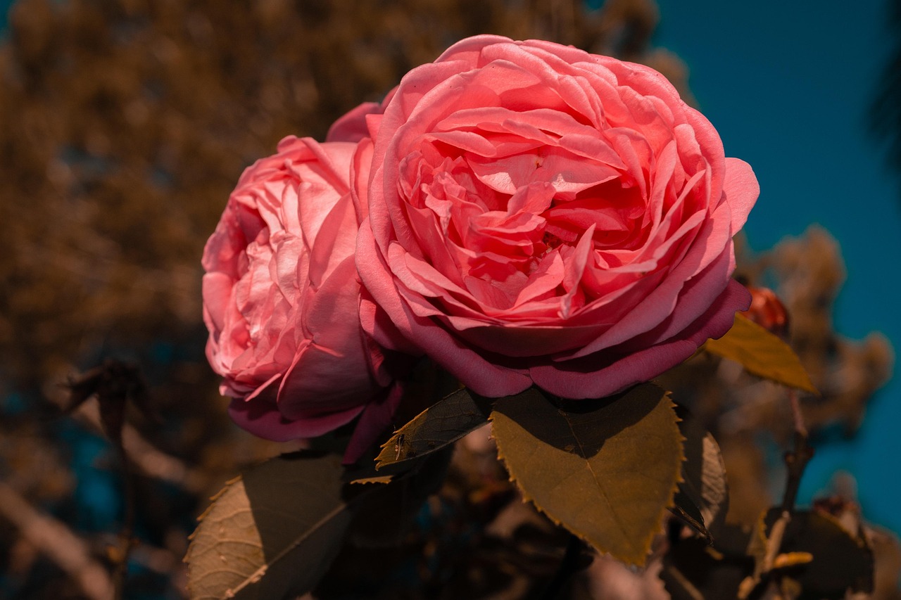 Flor Rose Rosen - Kostenloses Foto auf Pixabay - Pixabay