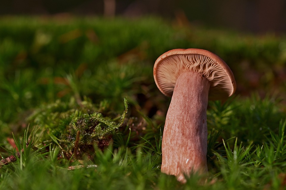 Gomba Lamella Kis - Ingyenes fotó a Pixabay-en - Pixabay