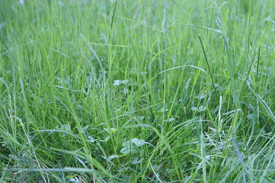Grün Wiese Umwelt - Kostenloses Foto auf Pixabay - Pixabay