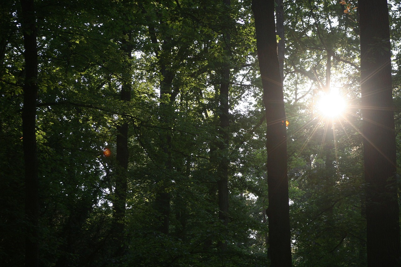 Sol Bosque Paisaje - Foto gratis en Pixabay - Pixabay