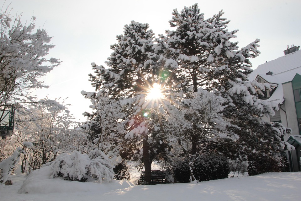 Snow Winter Nature - Free photo on Pixabay - Pixabay