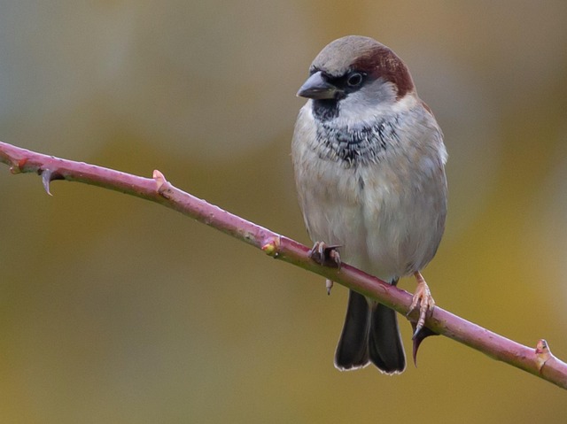 Sparrow On A Green Plant - Free photo on Pixabay - Pixabay