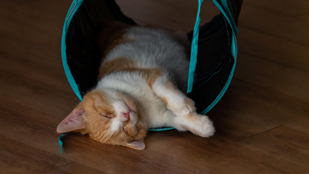 Gato Felino Gatito - Foto gratis en Pixabay - Pixabay