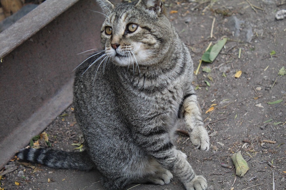 Gato Katze Tier - Kostenloses Foto auf Pixabay - Pixabay