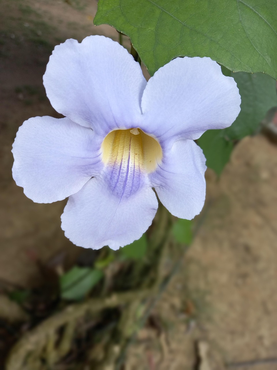 Lila Flor - Free photo on Pixabay - Pixabay
