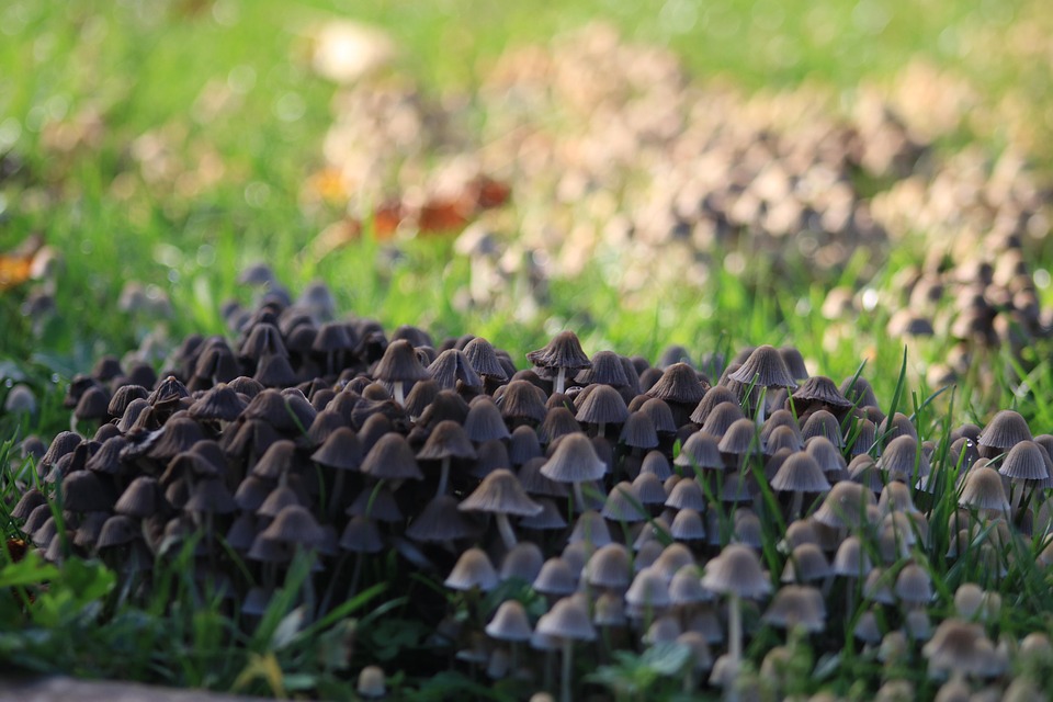 Mushrooms Small Bunch - Free photo on Pixabay - Pixabay