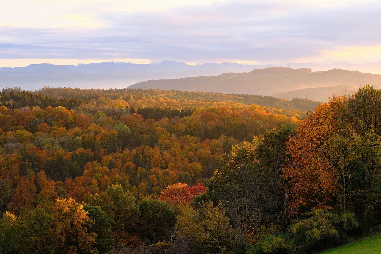 Trees Autumn Forest - Free photo on Pixabay - Pixabay