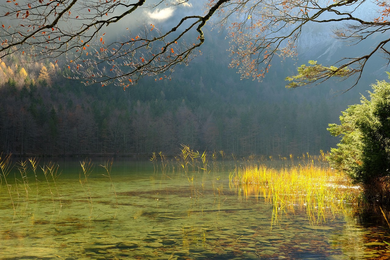 Lake Plants Water Grass Aquatic - Free photo on Pixabay