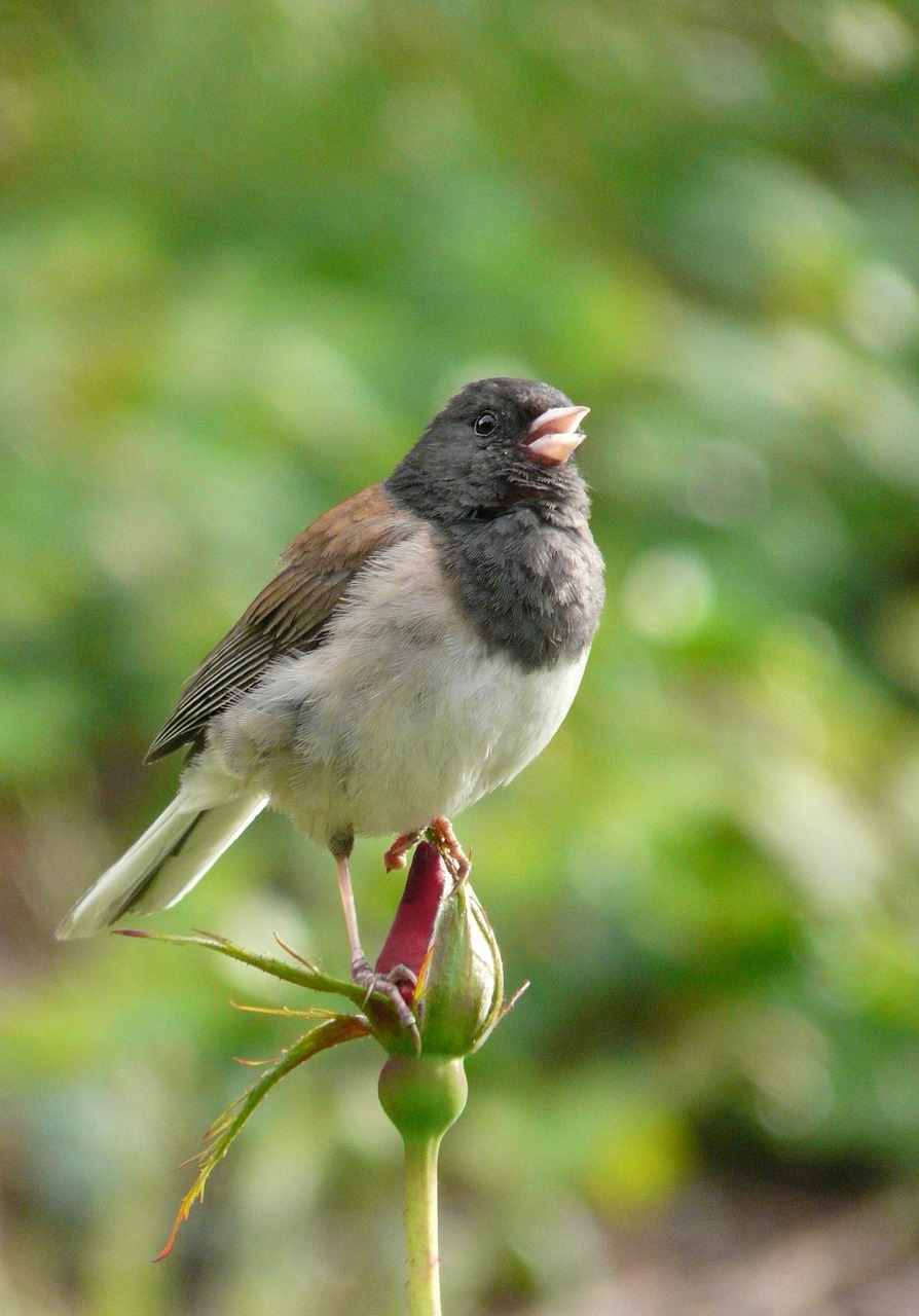 80+ Free Juncos & Bird Images - Pixabay