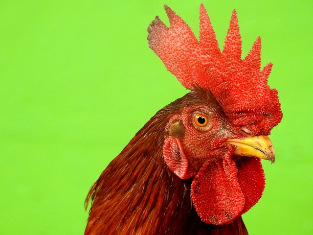 Animal Pet Chicken - Free photo on Pixabay - Pixabay