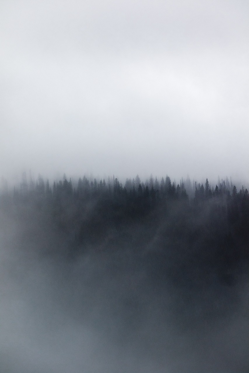 Fog Forest Hill - Free photo on Pixabay - Pixabay