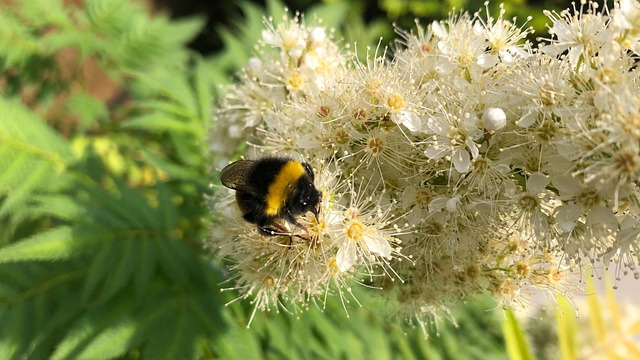Kimalainen Hummel Puutarha - Ilmainen valokuva Pixabayssa - Pixabay