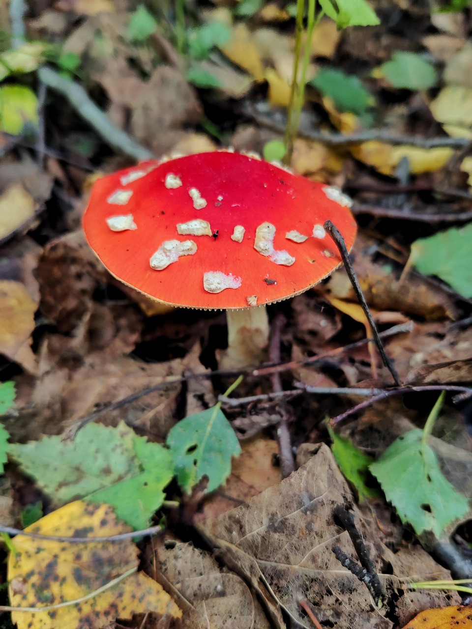 Champignon Amanite Mouche Nature - Photo gratuite sur Pixabay - Pixabay