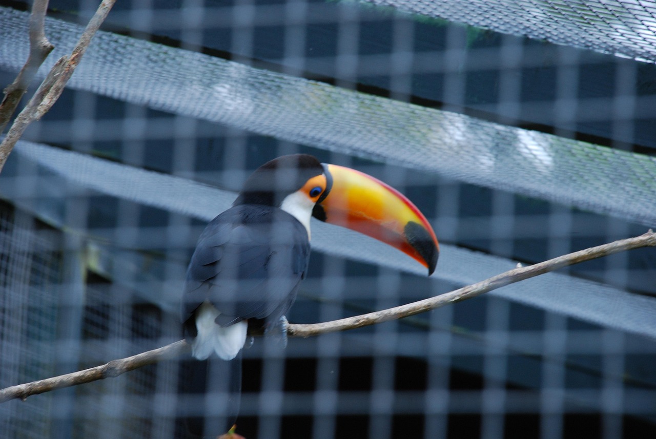 Toucan Zoo Bird - Free photo on Pixabay - Pixabay