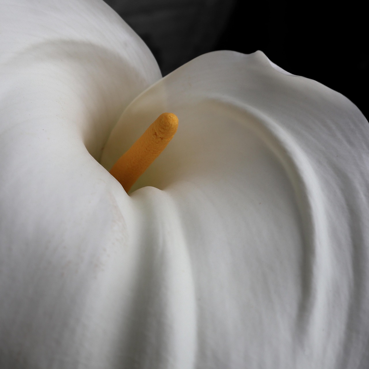 Calla Flores Natureza - Foto gratuita no Pixabay