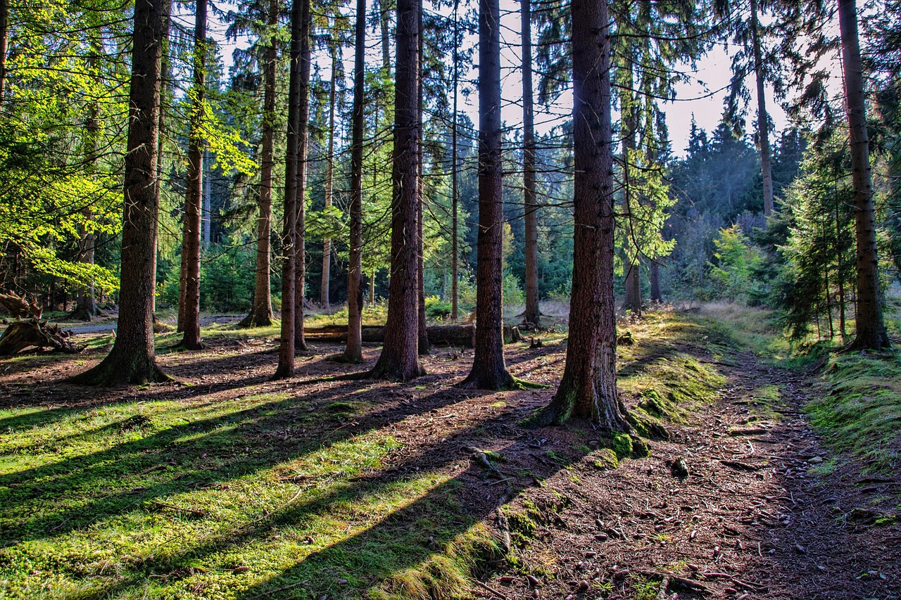 7,000+ Free Shading & Shades Images - Pixabay