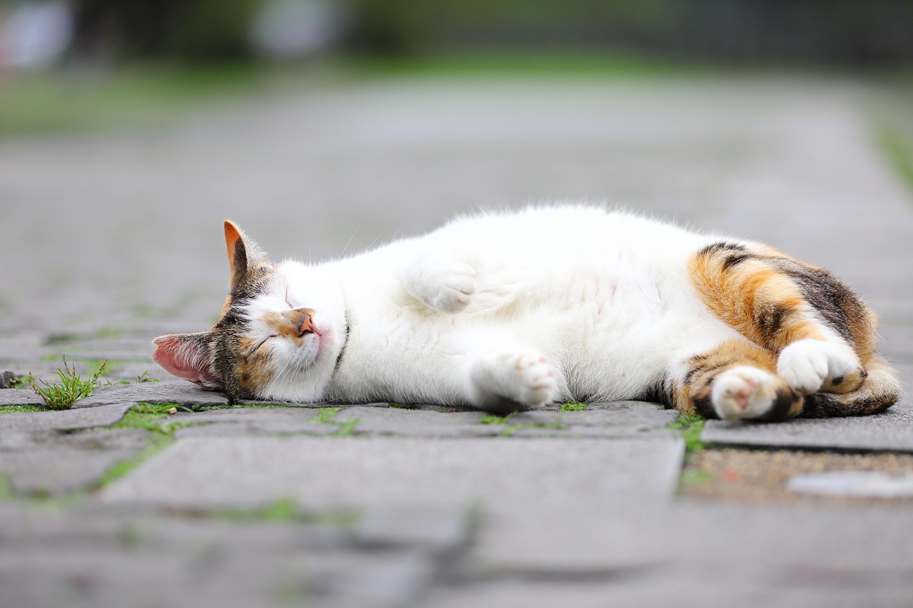 Gato Dormido Al Aire Libre - Foto gratis en Pixabay - Pixabay
