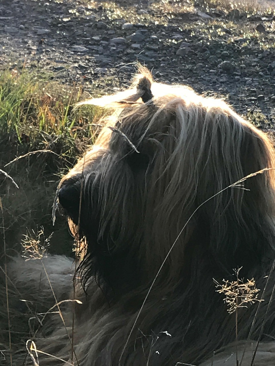 Perro Briard De Pelo Largo - Foto gratis en Pixabay