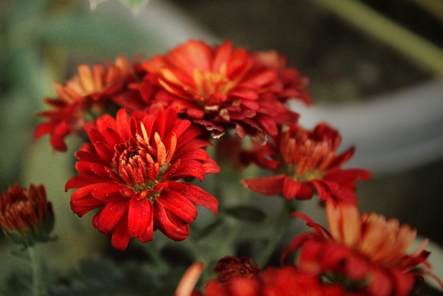 Crisântemo Natural Flor - Foto gratuita no Pixabay - Pixabay