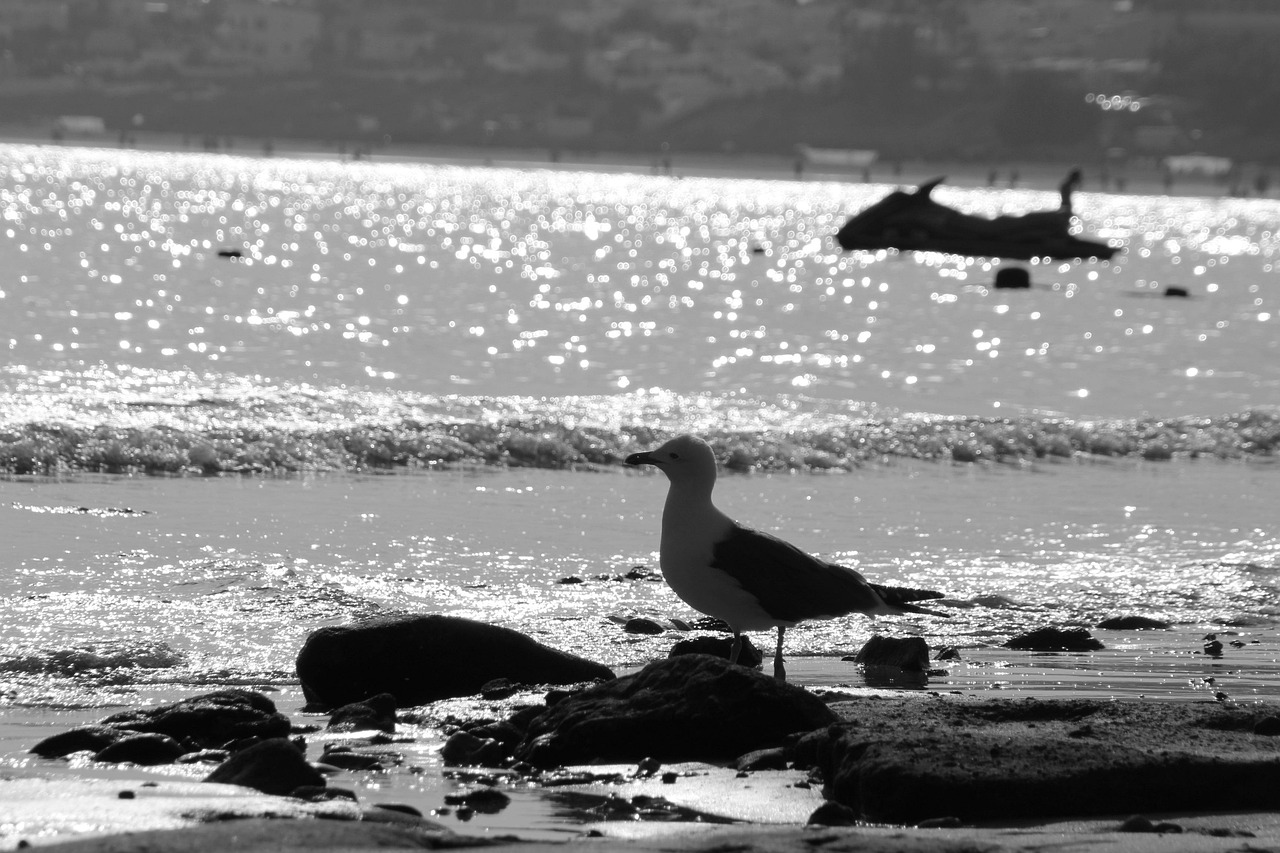 Seagull Coast Sea - Free photo on Pixabay - Pixabay