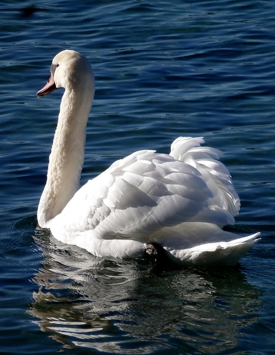 Schwan Vogel See - Kostenloses Foto auf Pixabay