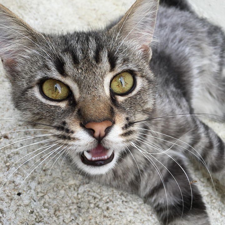 Gatto Felino Animale - ภาพฟรีบน Pixabay - Pixabay
