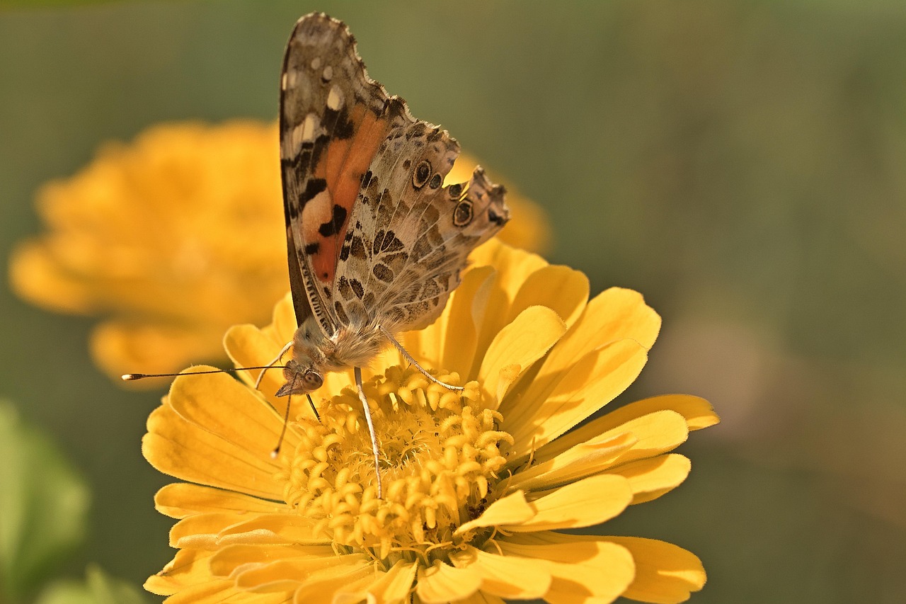 Papillon Fleur Vanessa Cardui - Photo gratuite sur Pixabay - Pixabay