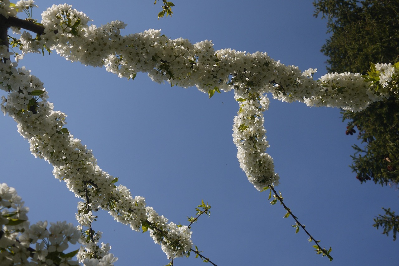 Mekar Bunga Sakura Musim Semi - Foto gratis di Pixabay - Pixabay