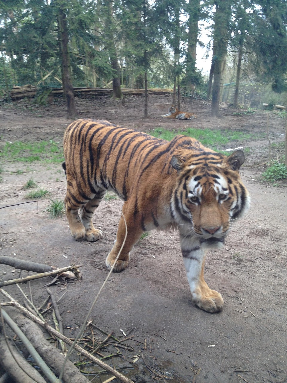 Tiger Zoo Animal - Free photo on Pixabay - Pixabay