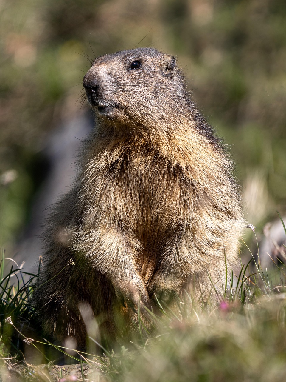 Geelbuikmarmot Twee Zittend Natuurlijk Marmotten, Stokstaartjes Kijken