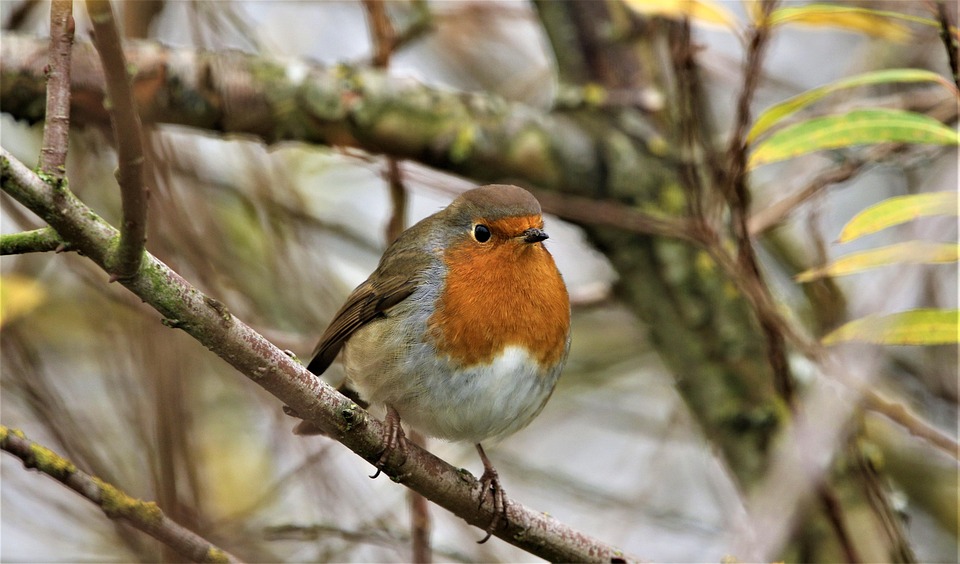 Robin Redbreast Rouge-Gorge Oiseau - Photo gratuite sur Pixabay