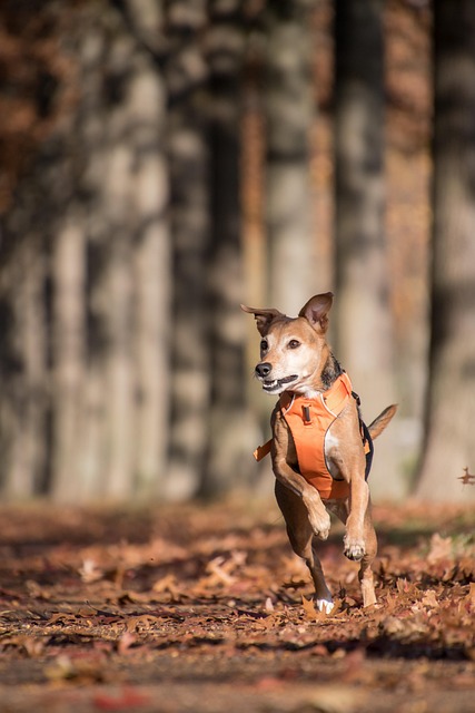 Dog Running Outdoors - Free photo on Pixabay