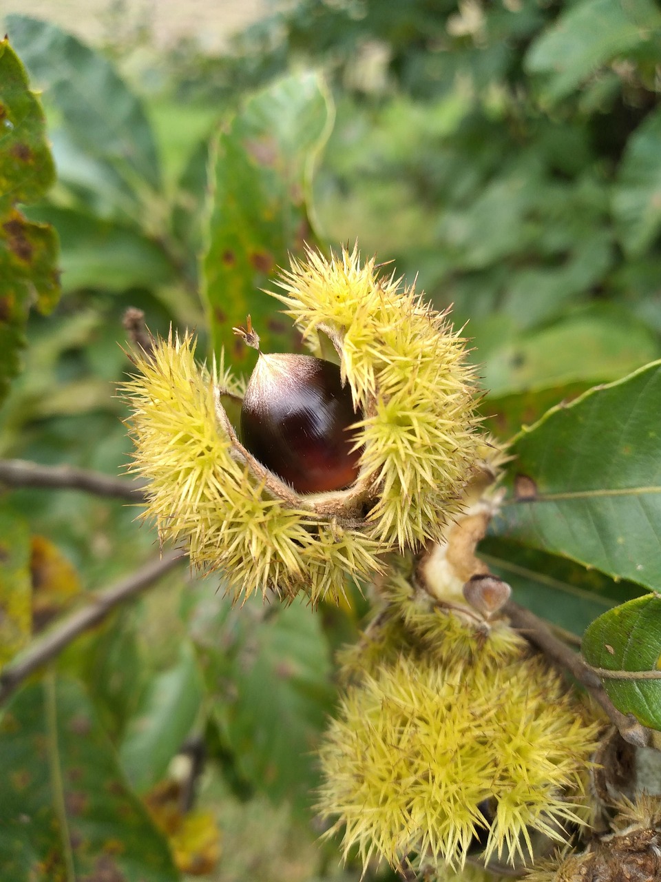 Nut Tree Food - Free photo on Pixabay