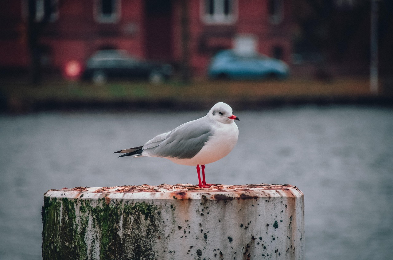 Gull Bird Post - Free photo on Pixabay - Pixabay
