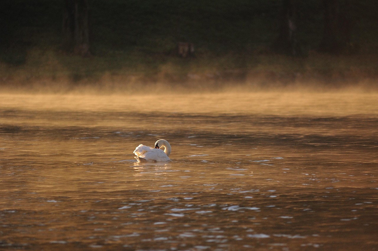 Swan River Dawn Mute - Free photo on Pixabay - Pixabay
