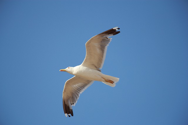 Seagull Bird Fly Flying - Free photo on Pixabay - Pixabay