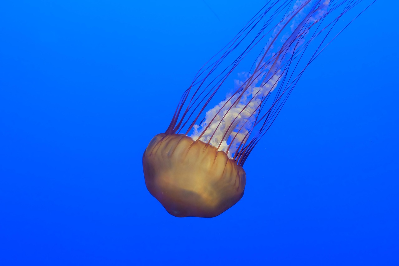 1,000+ Free Jellyfish & Sea Images - Pixabay