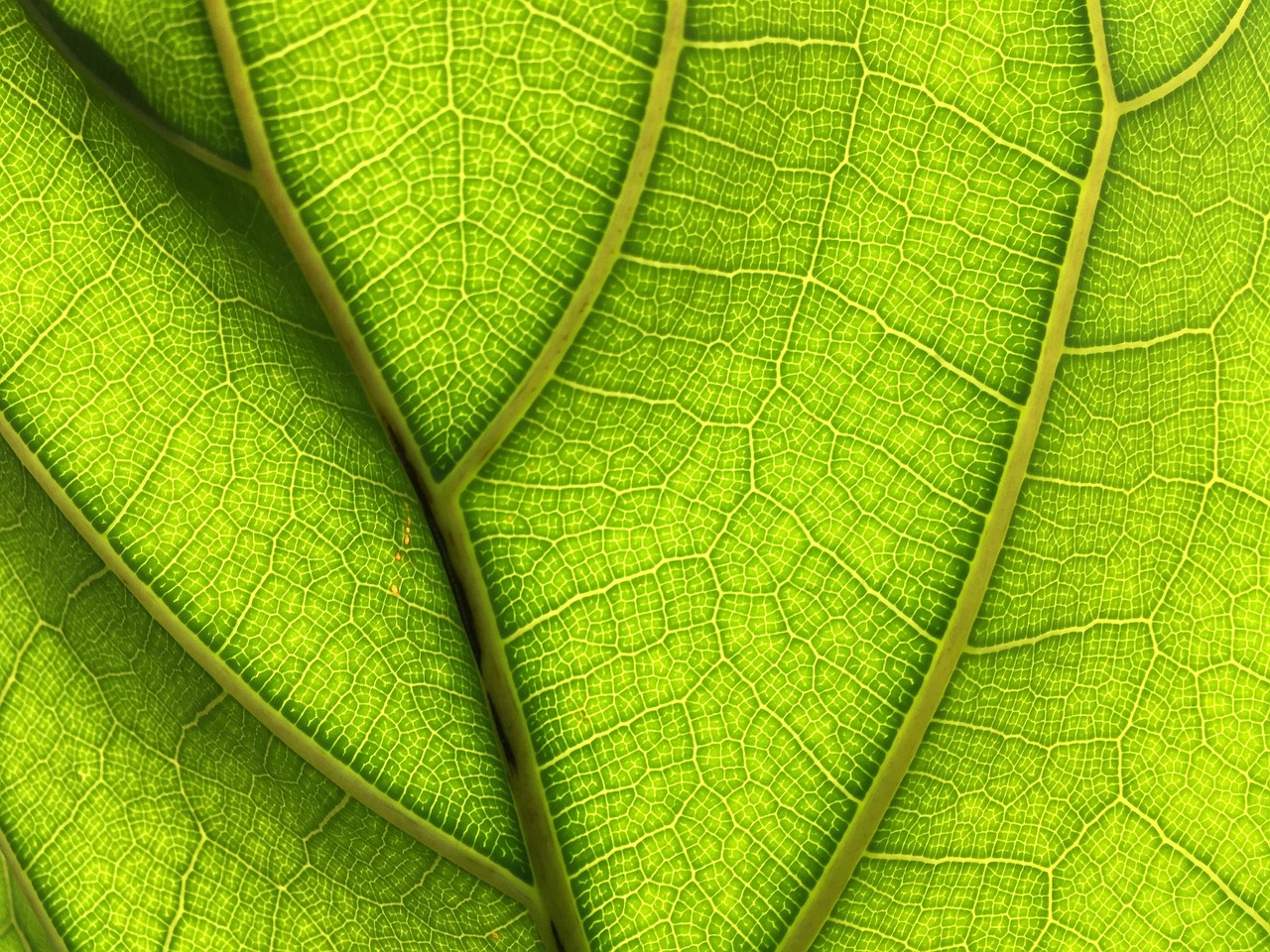 Feuille Vert La - Photo gratuite sur Pixabay - Pixabay