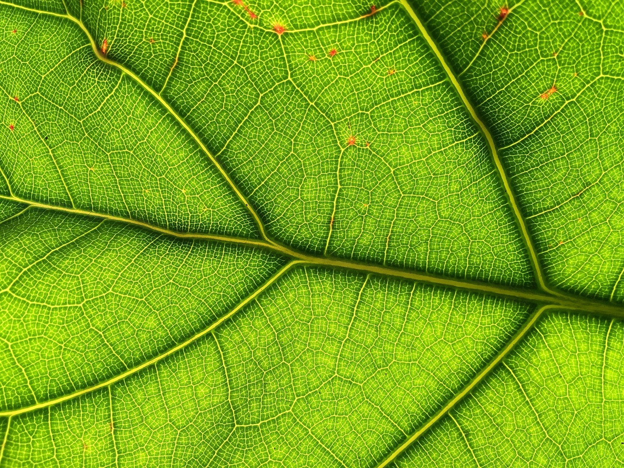 Leaf Green - Free photo on Pixabay - Pixabay