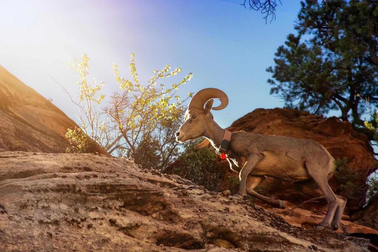 Bighorn Sheep Cliff Wilderness - Free photo on Pixabay - Pixabay