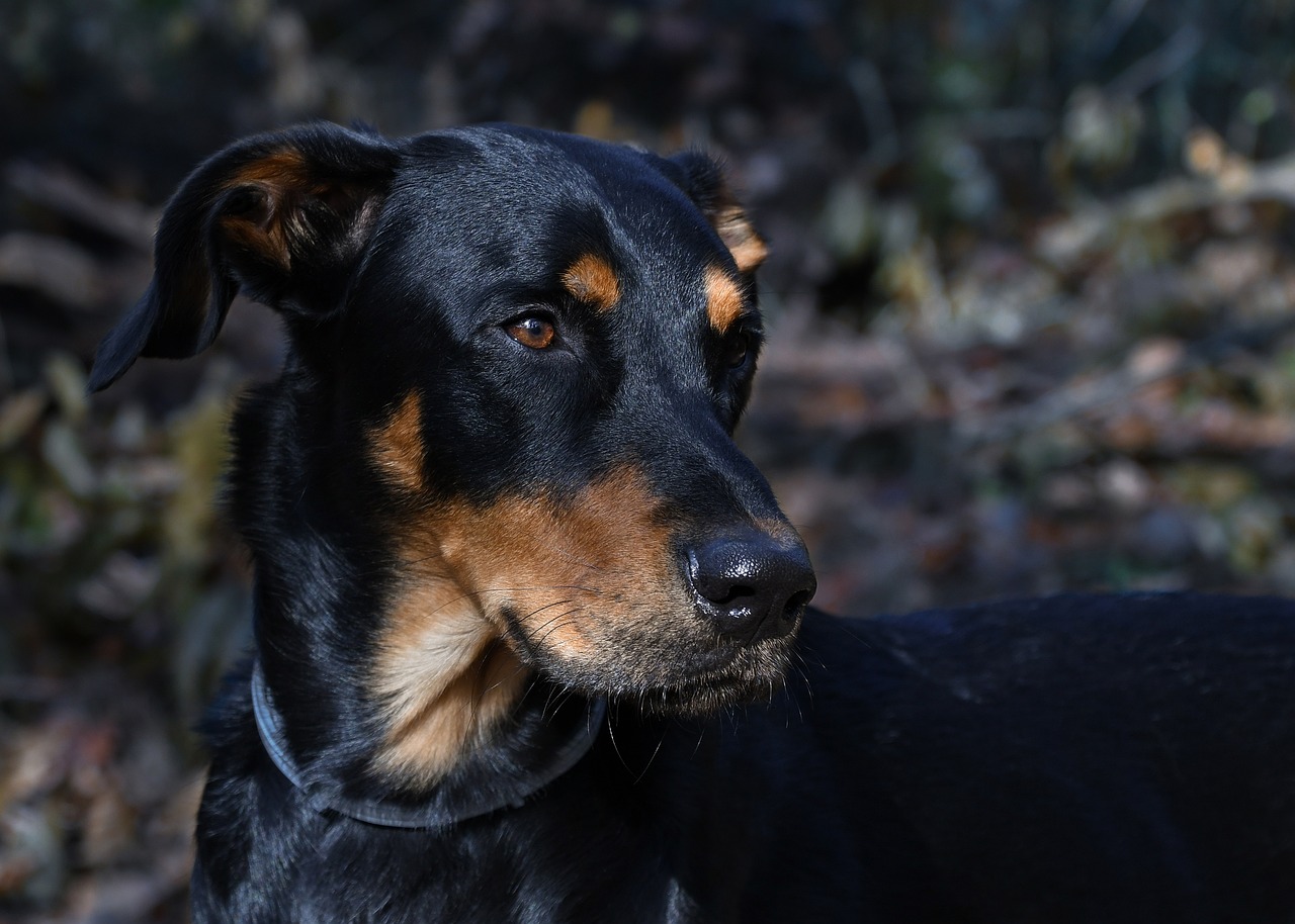 Dog Beauceron Canine - Free photo on Pixabay - Pixabay