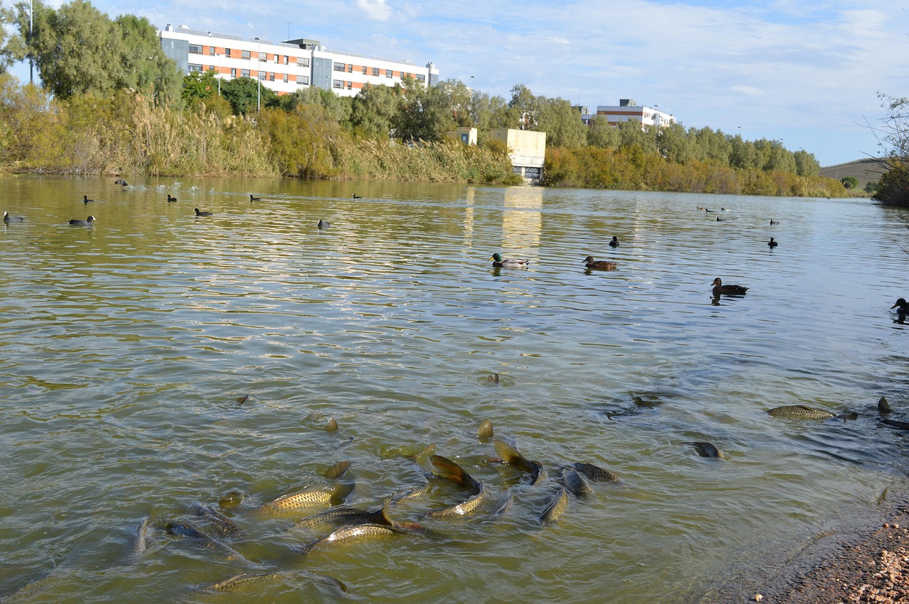 Fish Carp Lake - Free photo on Pixabay - Pixabay