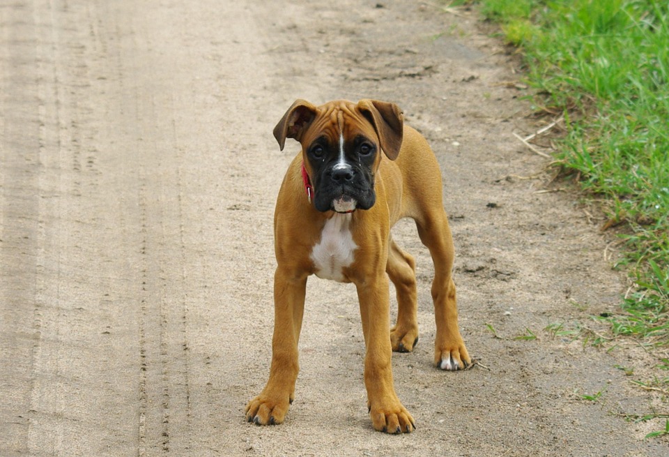 Dog Boxer Animal - Free photo on Pixabay