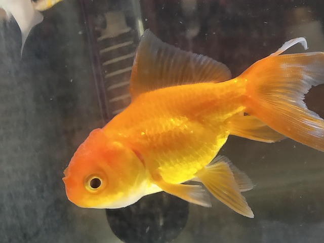 Poisson D'Or Aquarium - Photo gratuite sur Pixabay - Pixabay