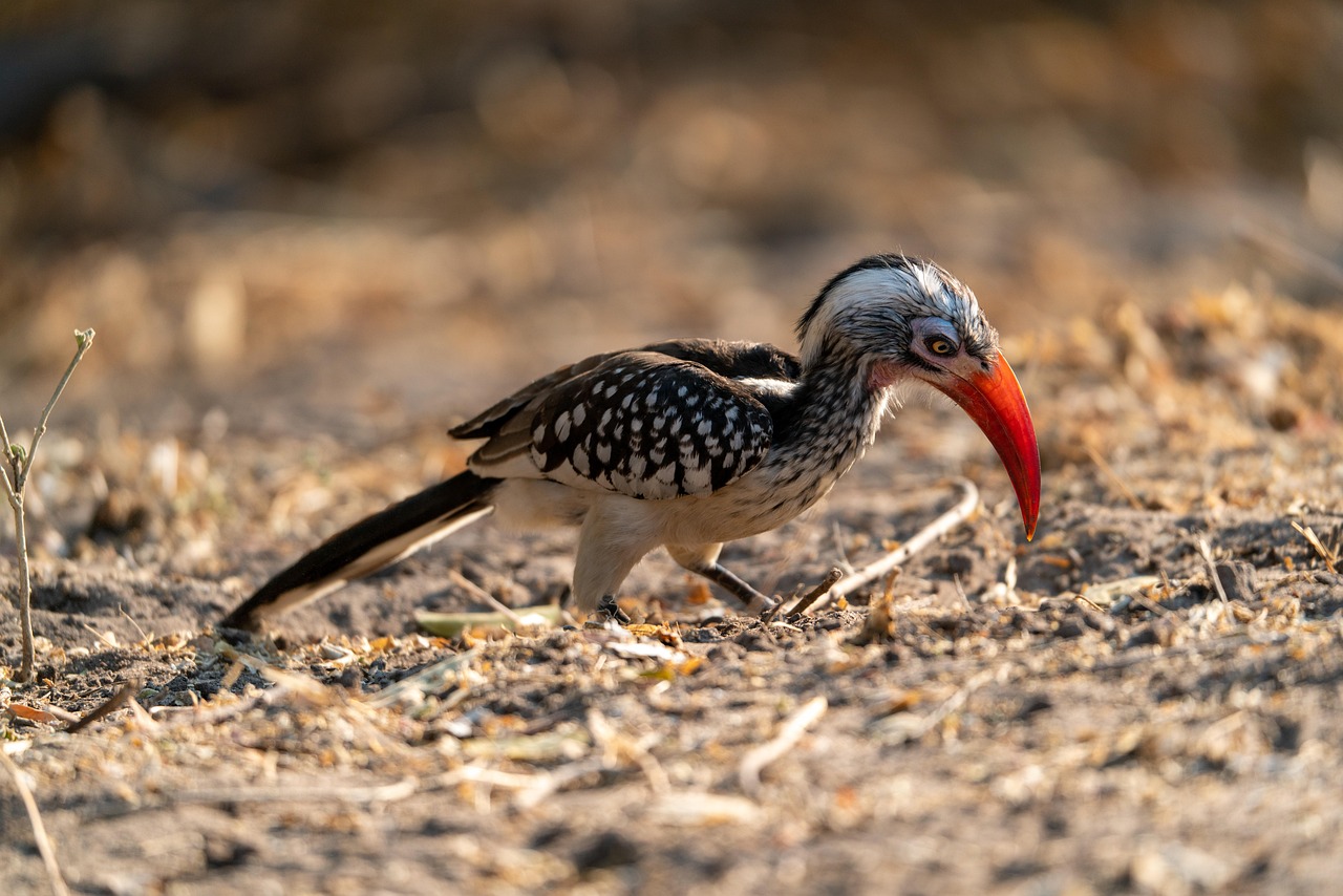 Northern Red-Billed Hornbill - Free photo on Pixabay - Pixabay
