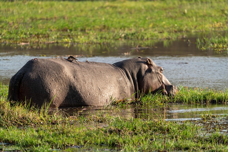 Hippopotame Animal Marais - Photo gratuite sur Pixabay - Pixabay