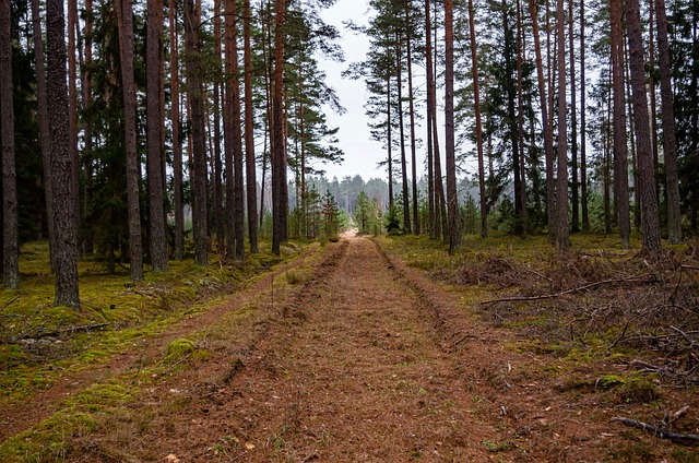 La Carretera En Un Bosque De - Foto gratis en Pixabay